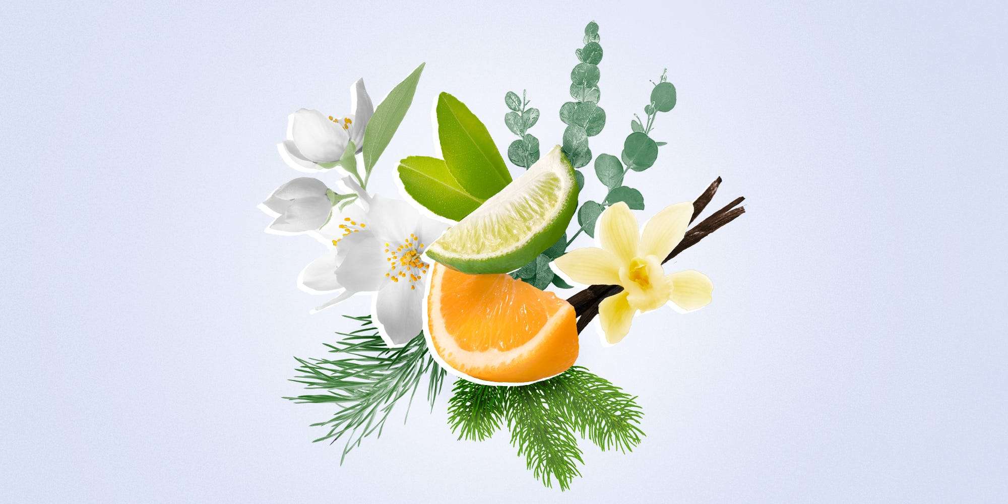 Perfume history - Scent Plus